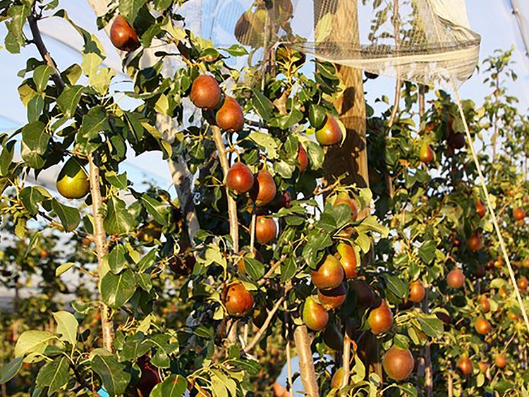 QTee®: klein maar fijn, én bijzonder smaakvol | Colruyt