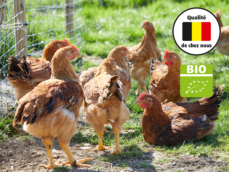 Poulet bio : viande délicieuse | Colruyt