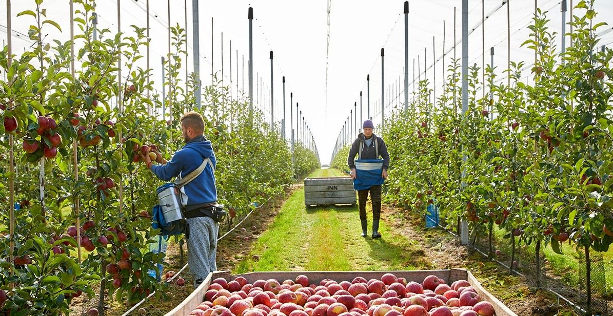 Magic Star en Coryphee: nieuwe Belgische appelsoorten, ontwikkeld voor ...